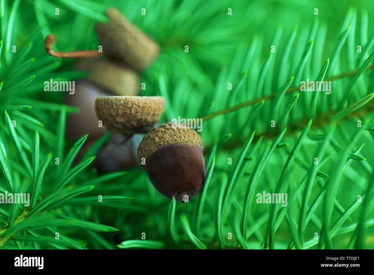 Pine tree background Stock Photo - Alamy