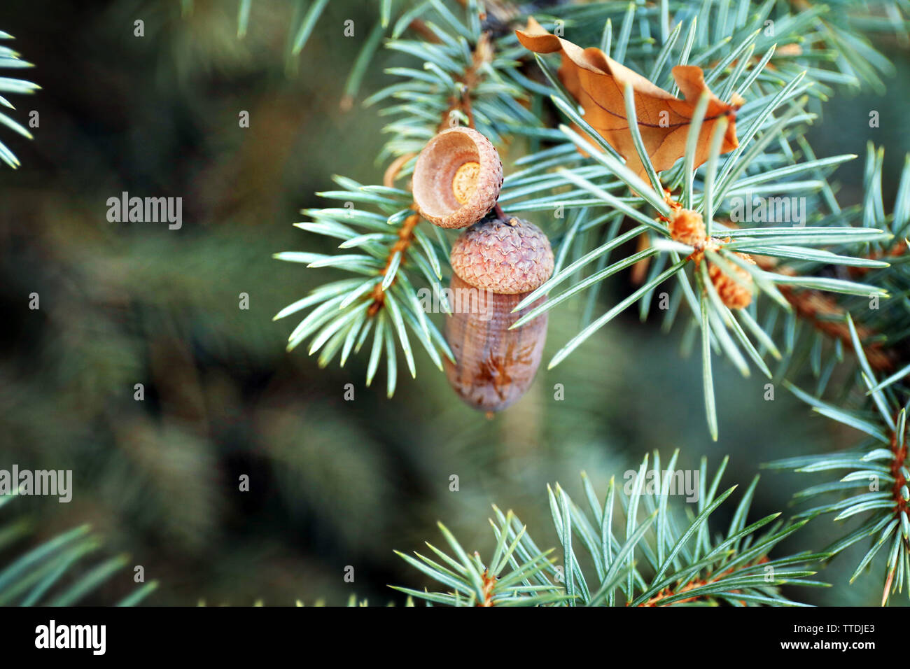 Pine tree background Stock Photo - Alamy