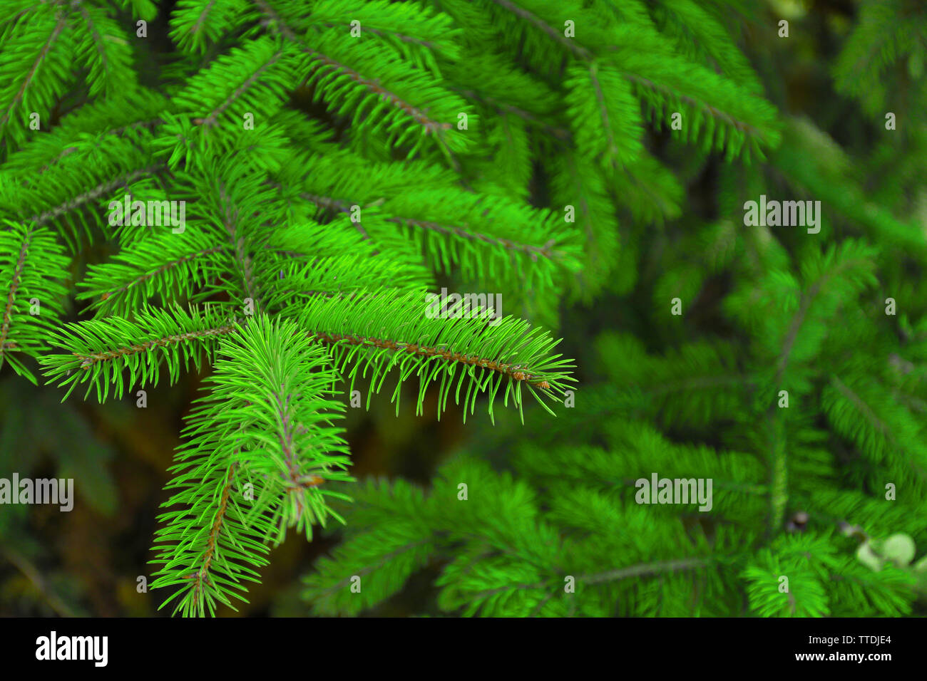 Pine tree background Stock Photo - Alamy