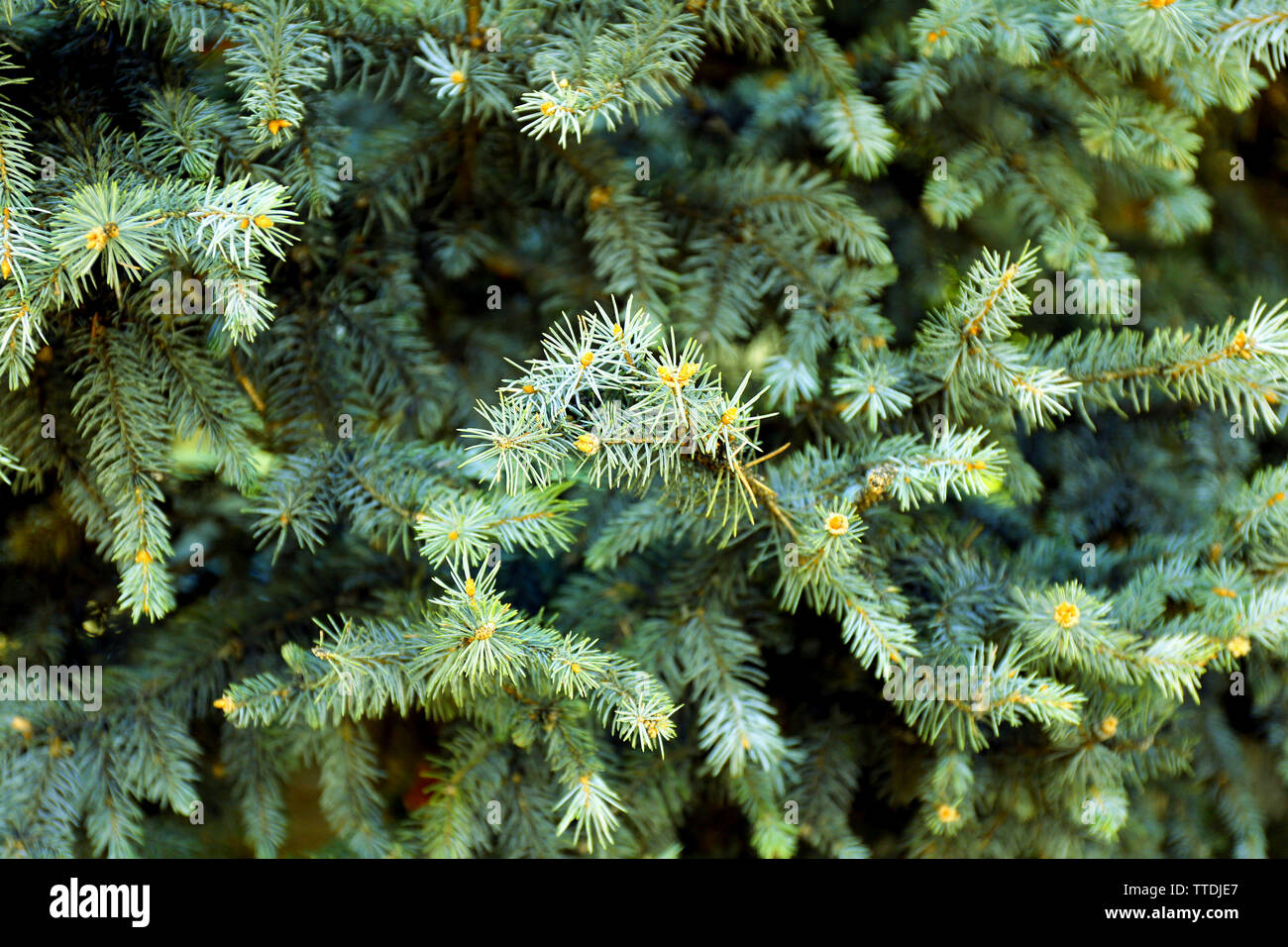 Pine tree background Stock Photo - Alamy