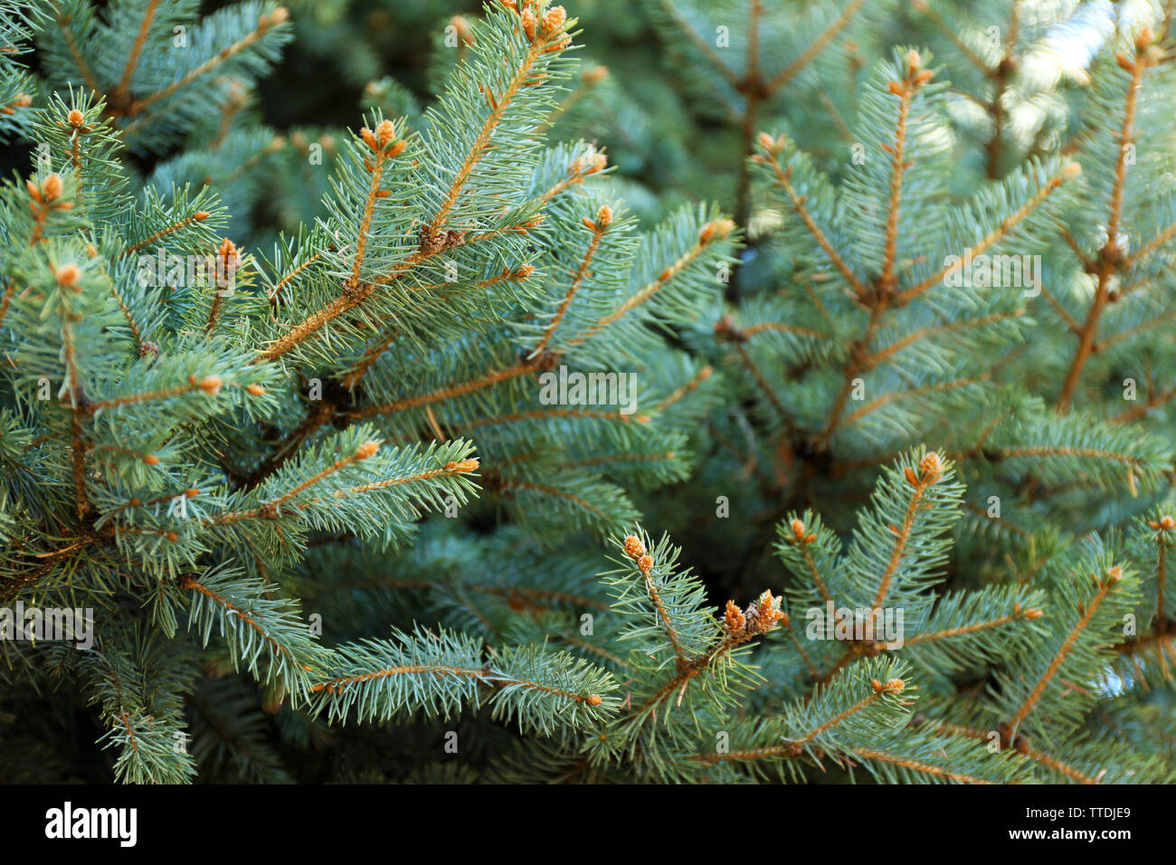 Pine tree background Stock Photo - Alamy