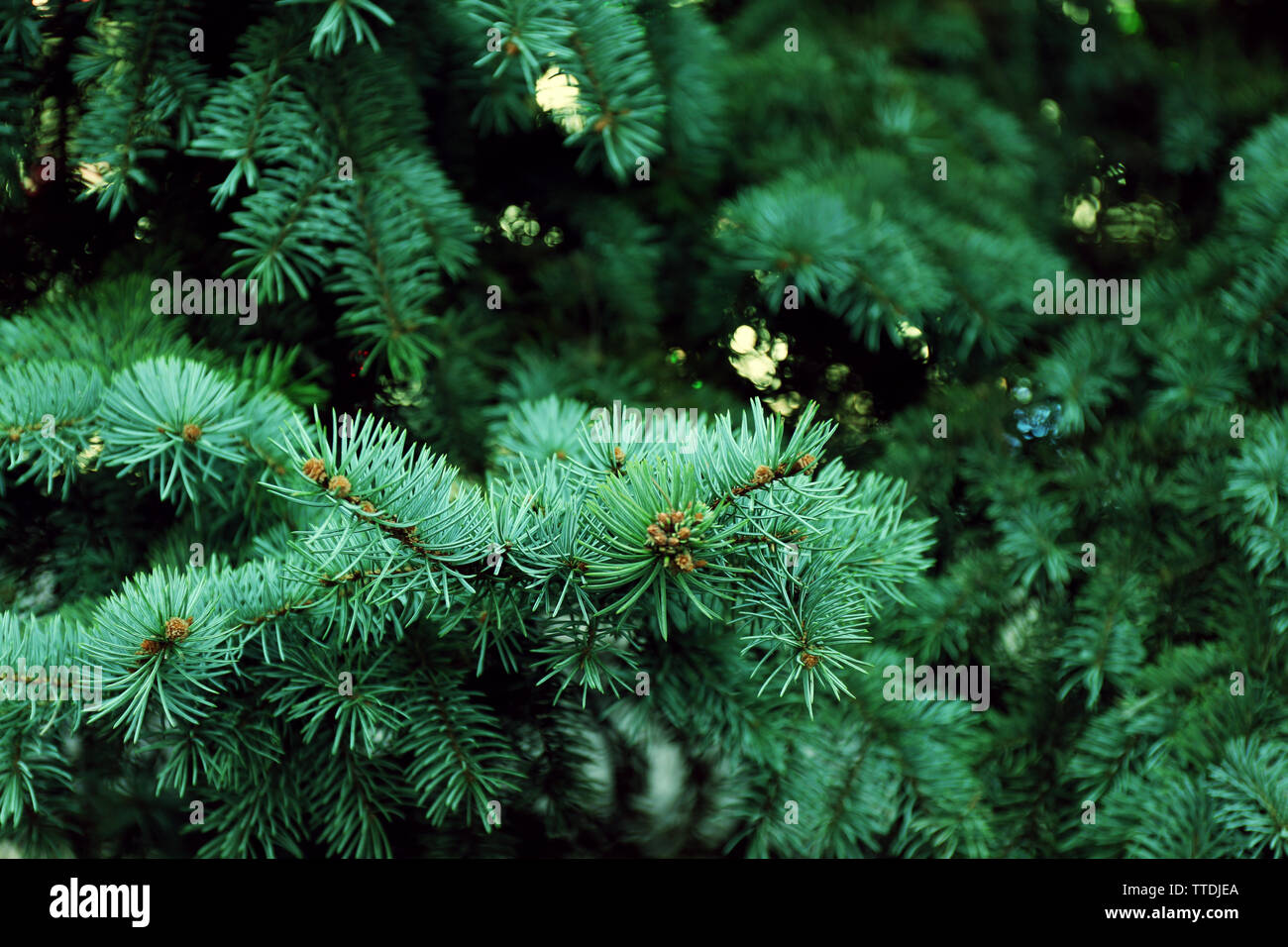 Pine tree background Stock Photo - Alamy