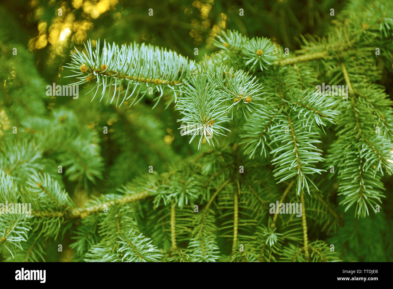 Pine tree background Stock Photo - Alamy