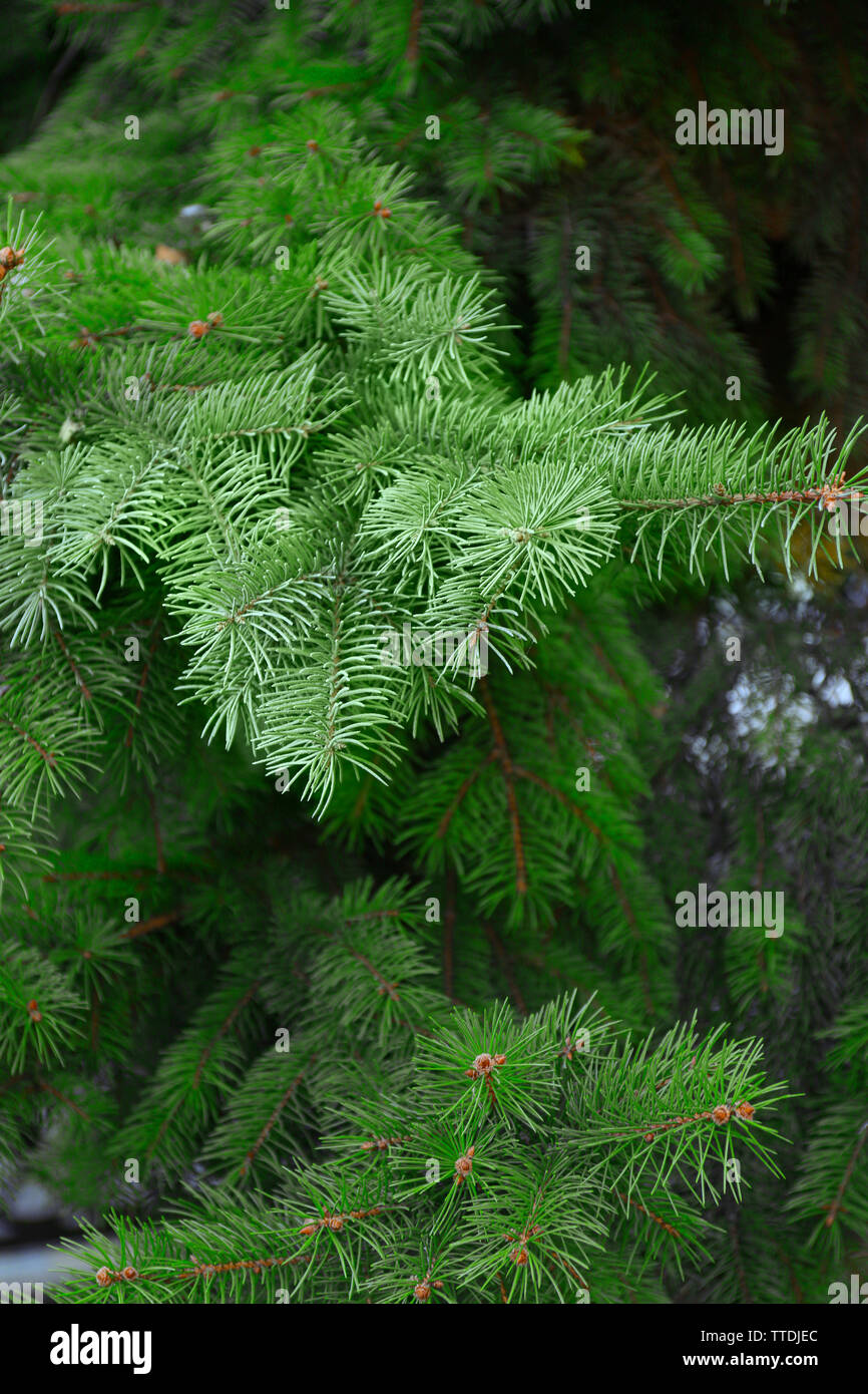 Pine tree background Stock Photo - Alamy