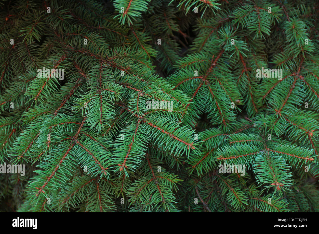 Pine tree background Stock Photo - Alamy