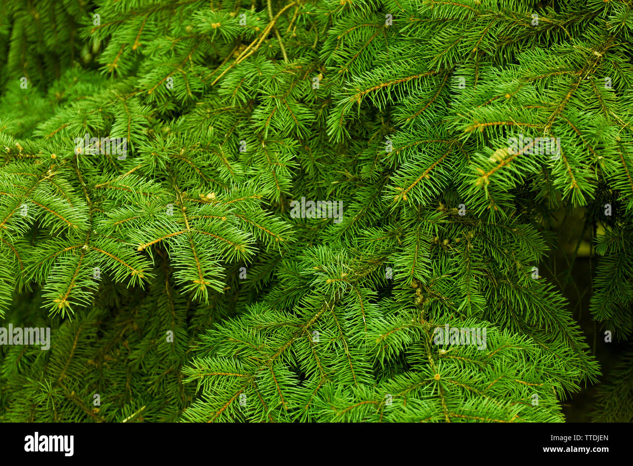 Pine tree background Stock Photo - Alamy
