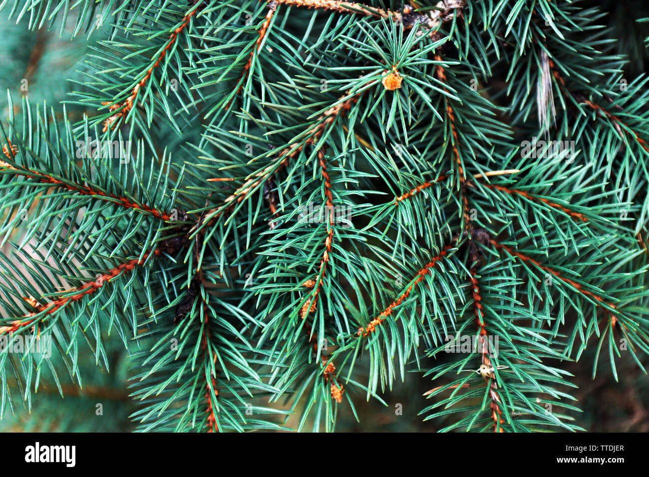 Pine tree background Stock Photo - Alamy