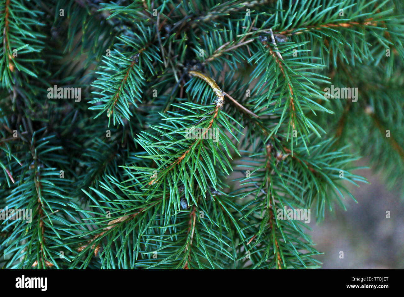 Pine tree background Stock Photo - Alamy