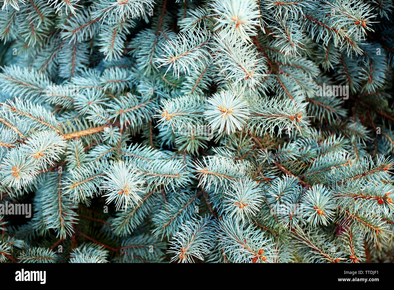 Pine tree background Stock Photo - Alamy