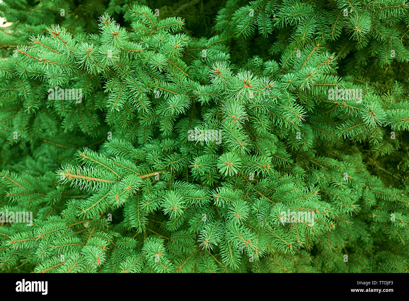 Pine tree background Stock Photo - Alamy