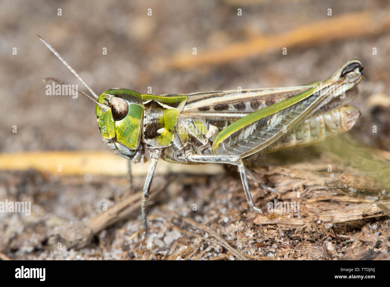 Field grasshopper hi-res stock photography and images - Alamy