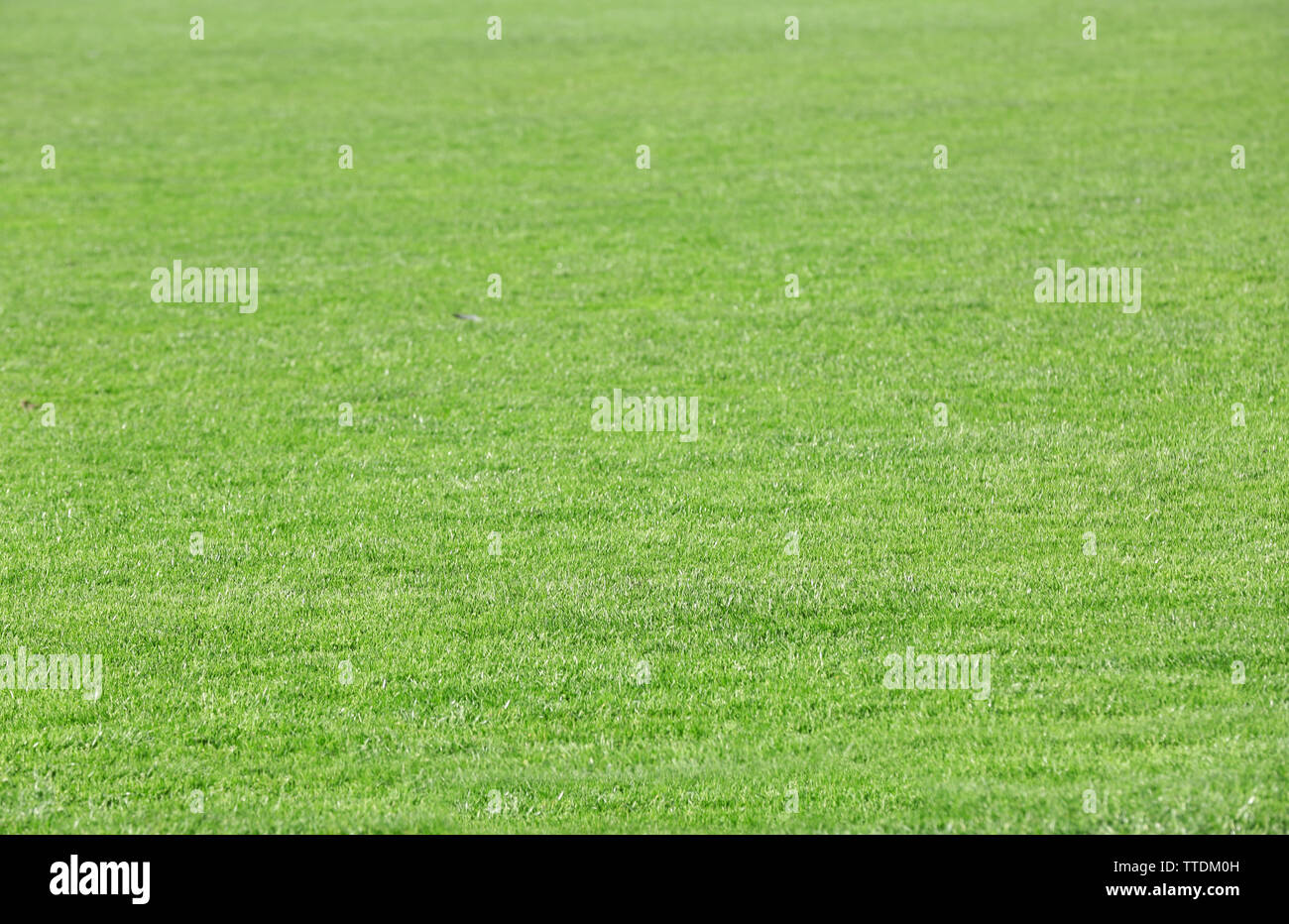 Green grass on football sport field Stock Photo - Alamy