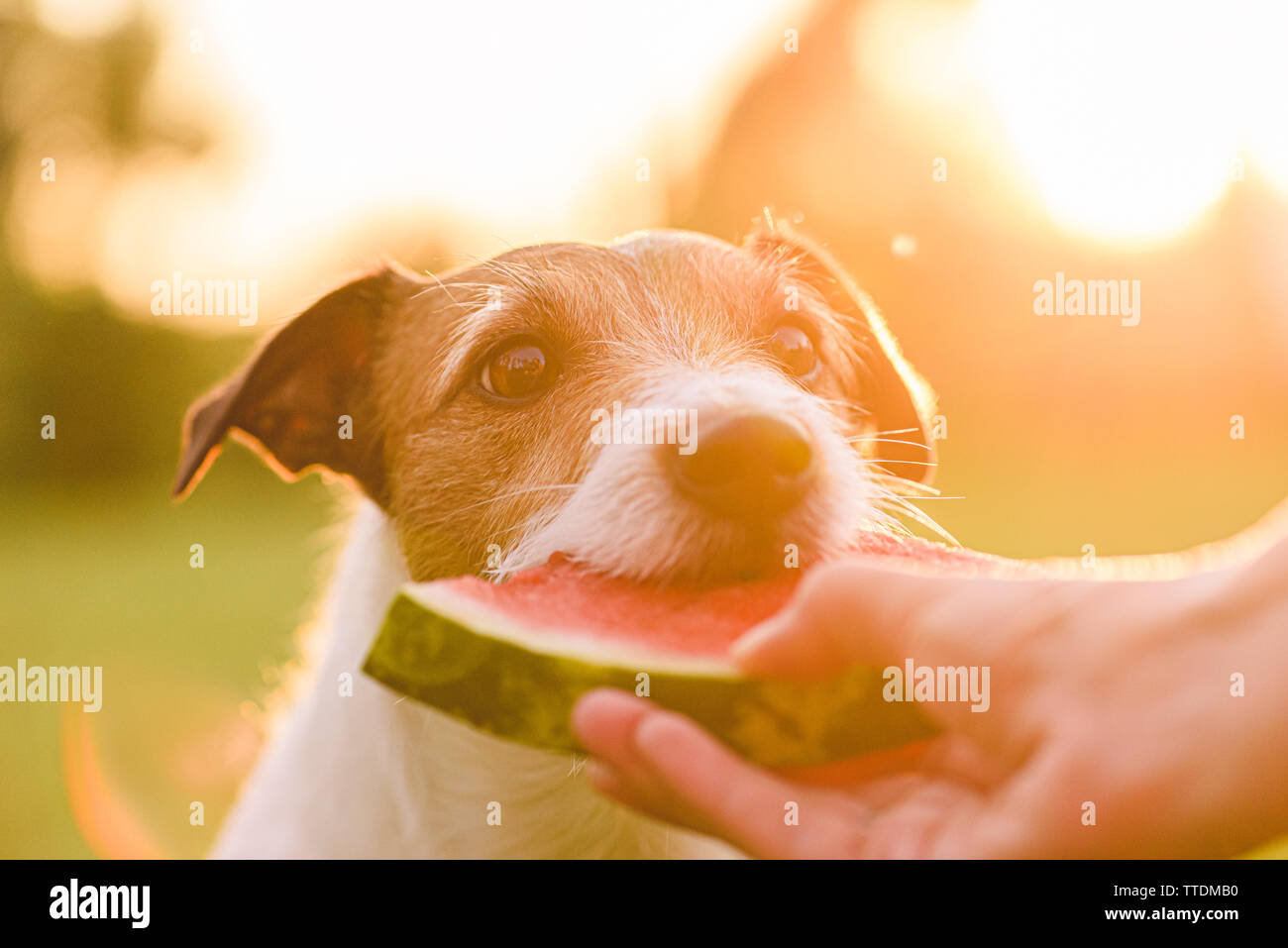Summer, fun, pet concept - dog eating fresh watermelon from woman hand ...