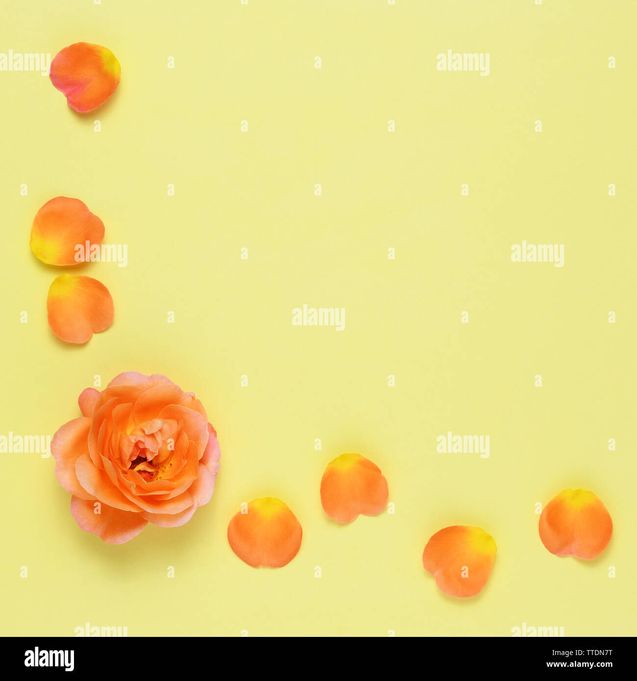 Background with coral rose and petals Stock Photo - Alamy