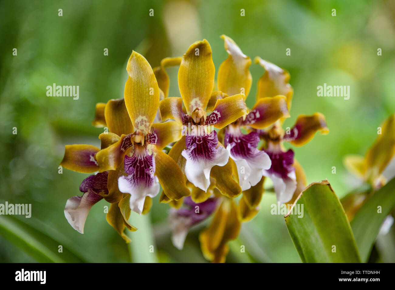 Orchid flowers in bloom in a garden in the Sacred Valley, Cusco, Peru ...