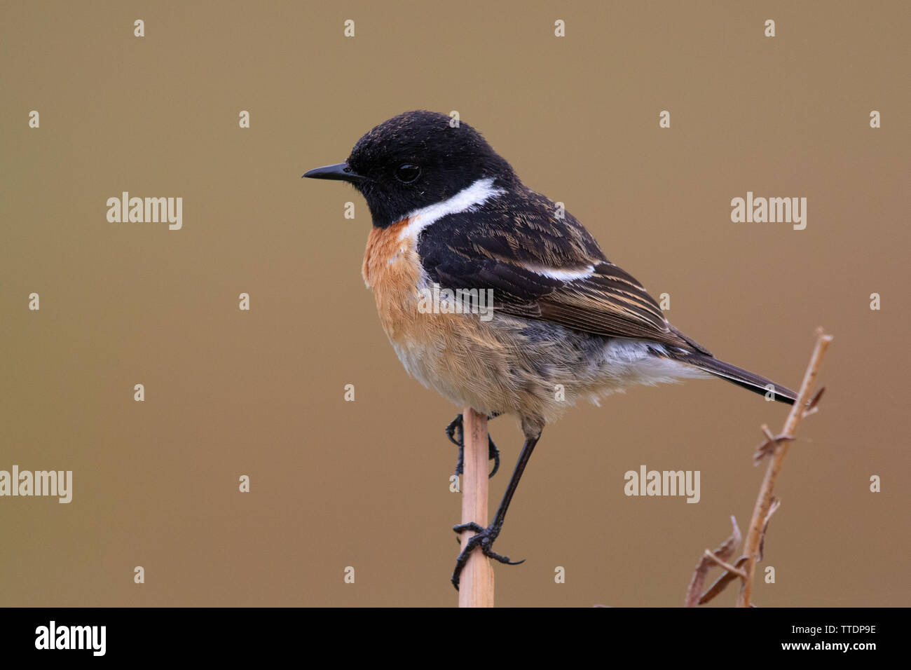 Dead reed stem hi-res stock photography and images - Alamy