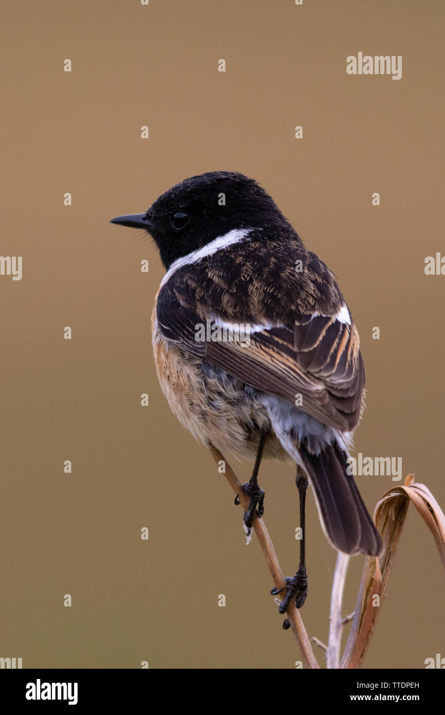 Saxicola torquatus hibernans hi-res stock photography and images - Alamy