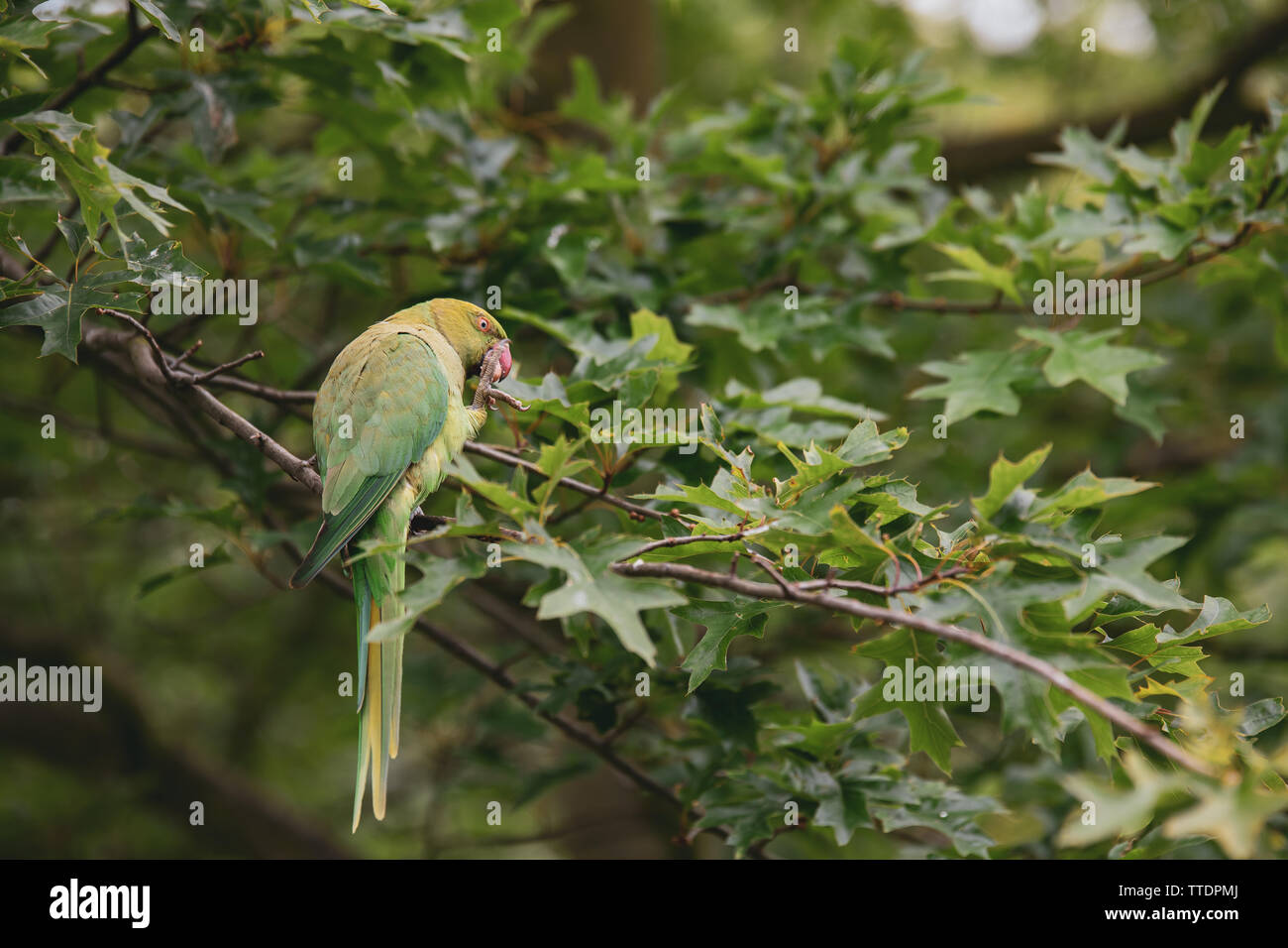 Green parakeet sitting in a tree on a sunny summer day in Kensington ...