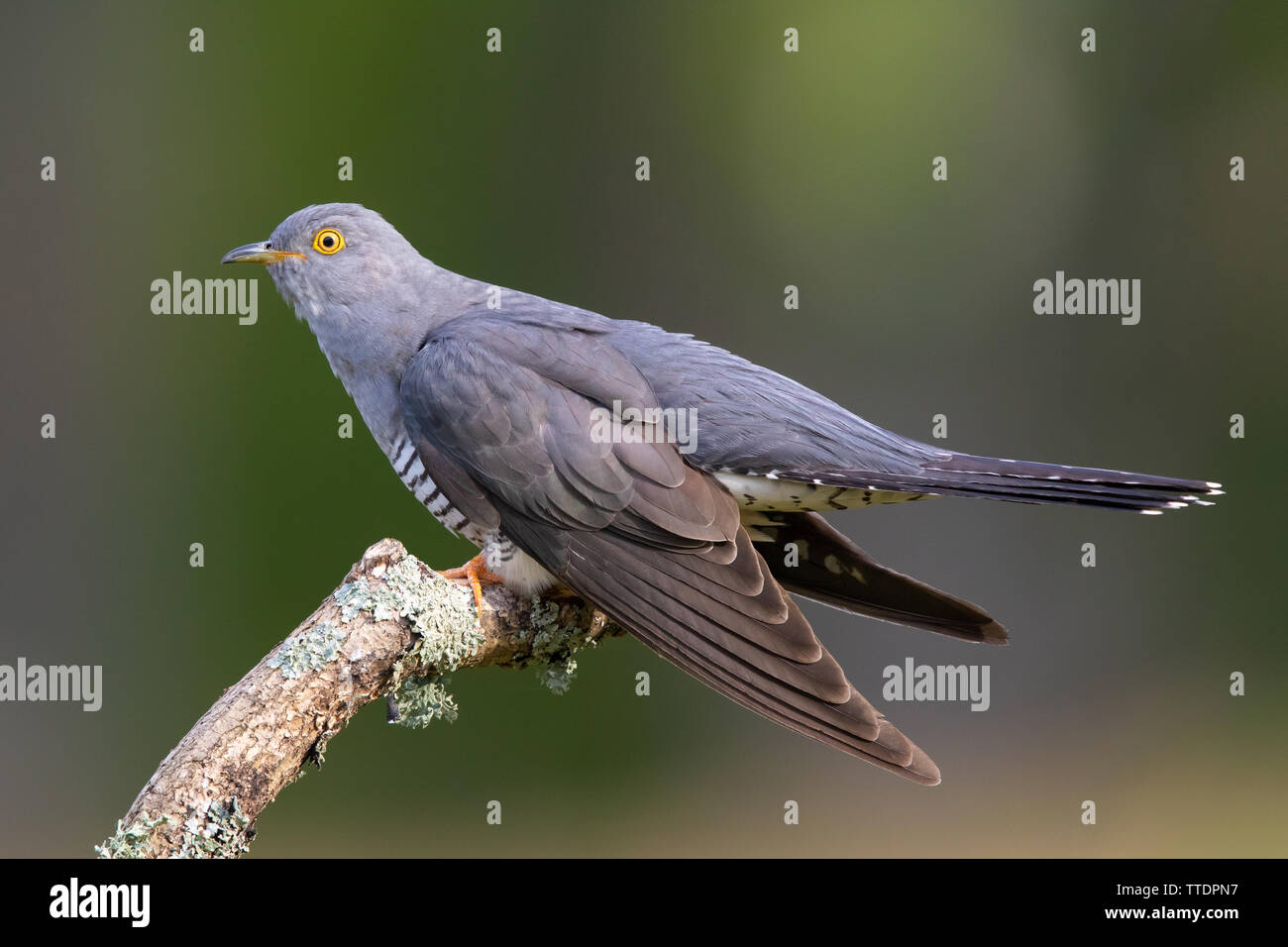 male Common Cuckoo (Cuculus canorus) perched on a dead branch Stock ...
