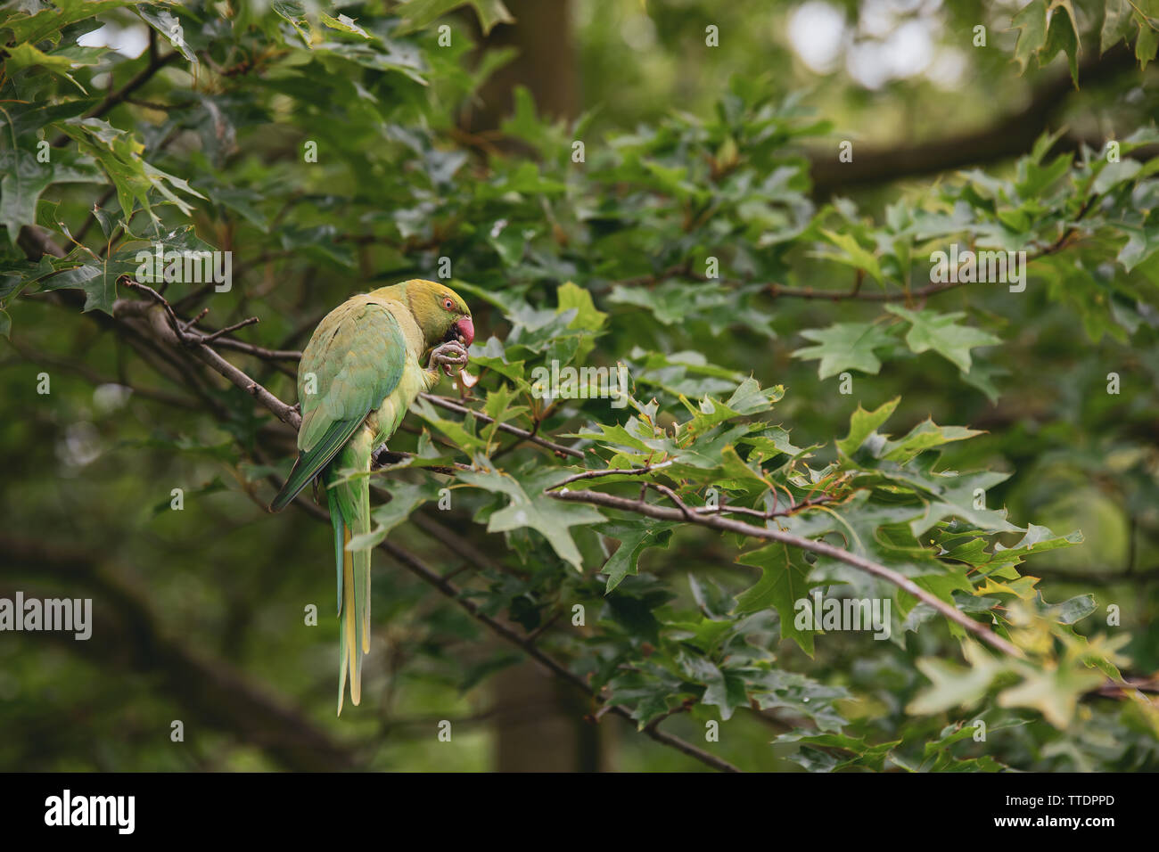 Green parakeet sitting in a tree on a sunny summer day in Kensington ...