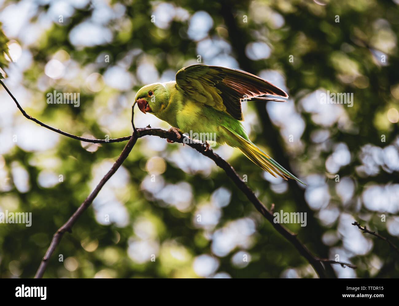 Wild parakeet sitting on a branch in a park Stock Photo - Alamy