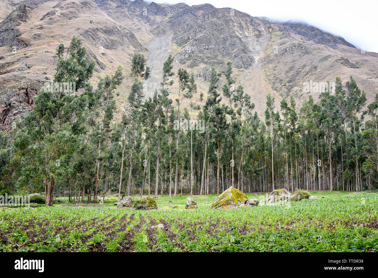Eucalyptus trees in the Sacred Valley of the Incas, Cusco, Peru Stock ...