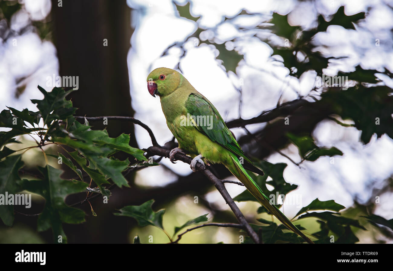 Wild green parakeet bird sitting on a tree in Kensington Palace Gardens ...