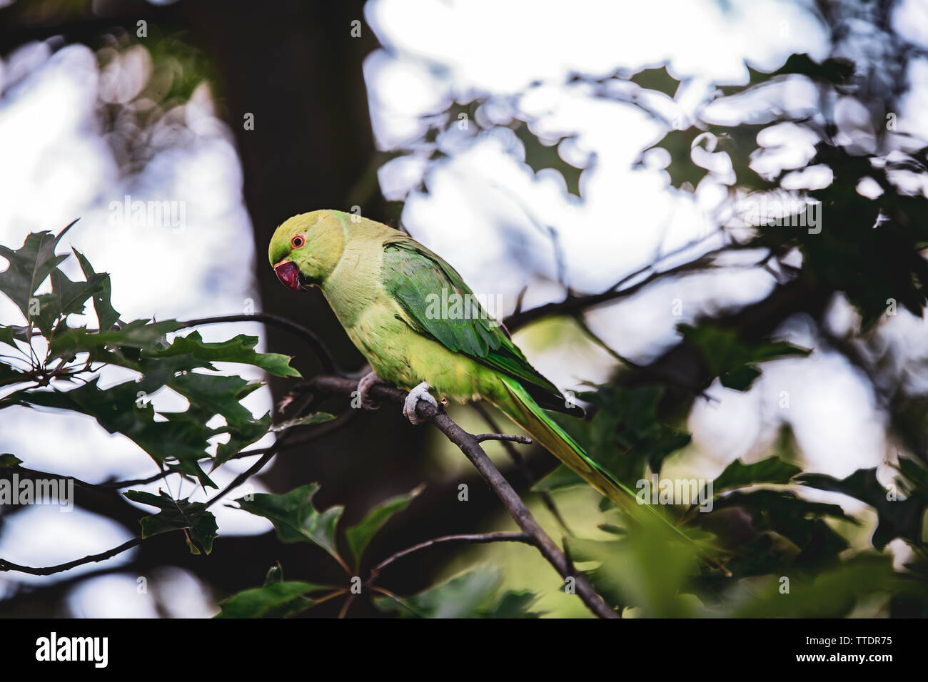 Wild green parakeet bird sitting on a tree in Kensington Palace Gardens ...