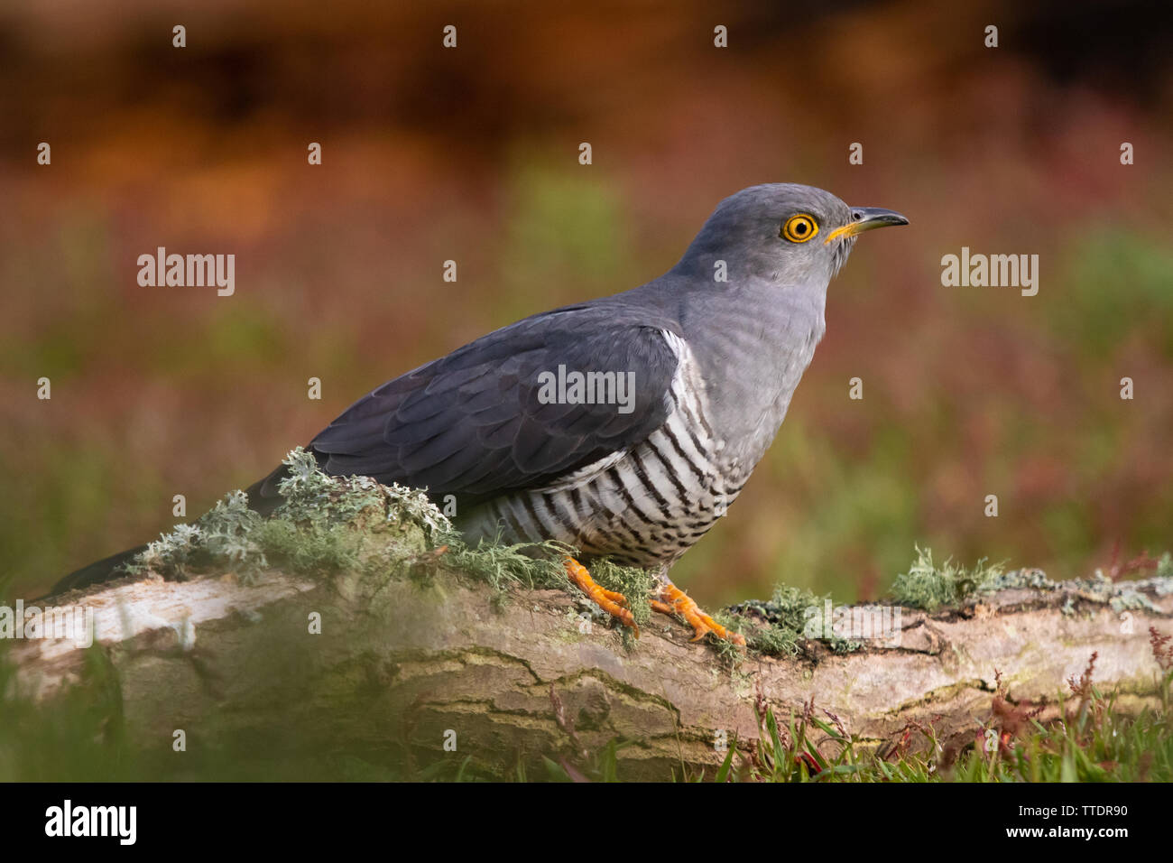 male Common Cuckoo (Cuculus canorus) perched on a dead log on the ...