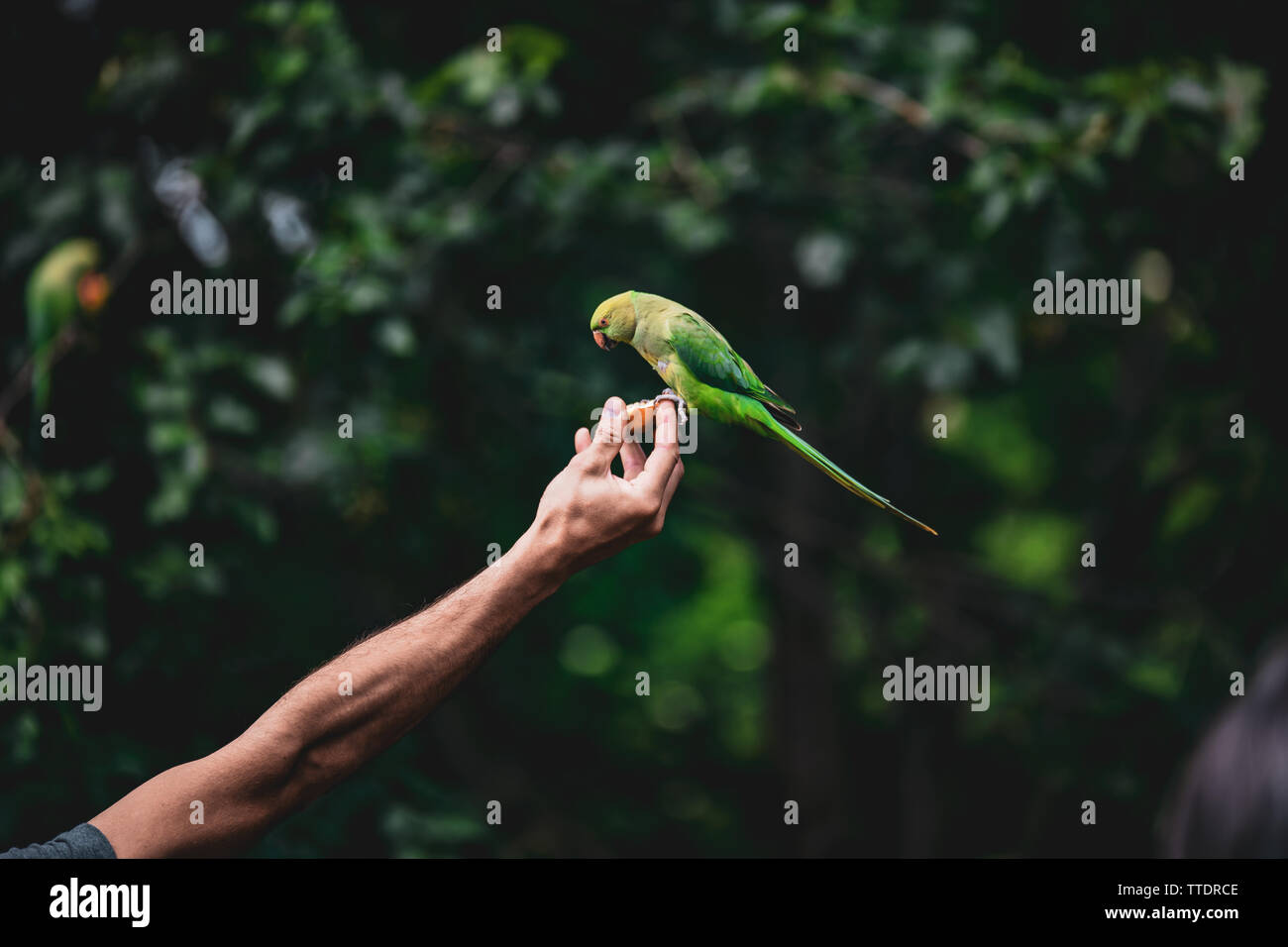 Parakeets london hi-res stock photography and images - Alamy