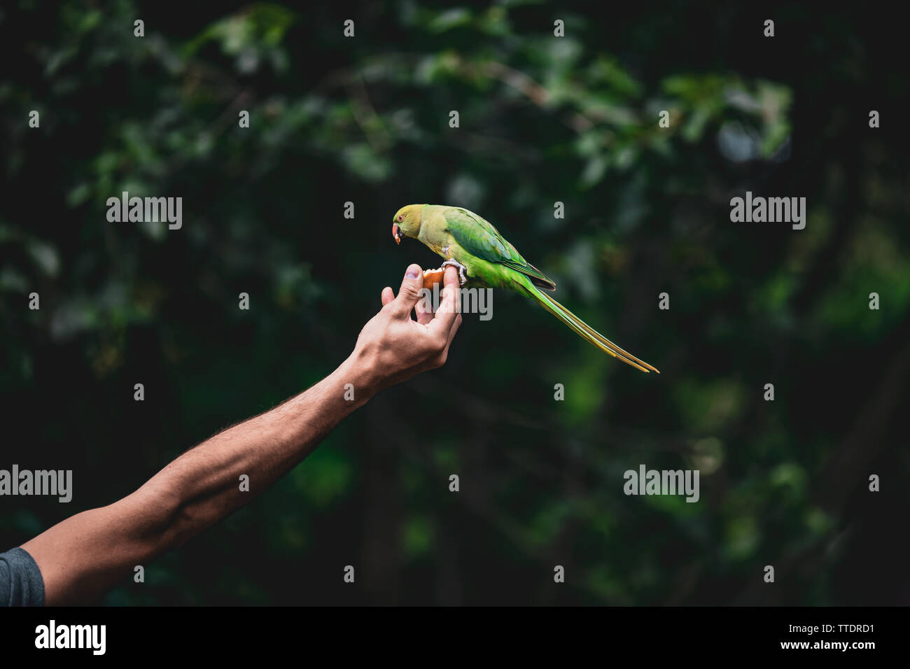 Wild parakeet being hand fed in a park in Kensington Palace Gardens in ...