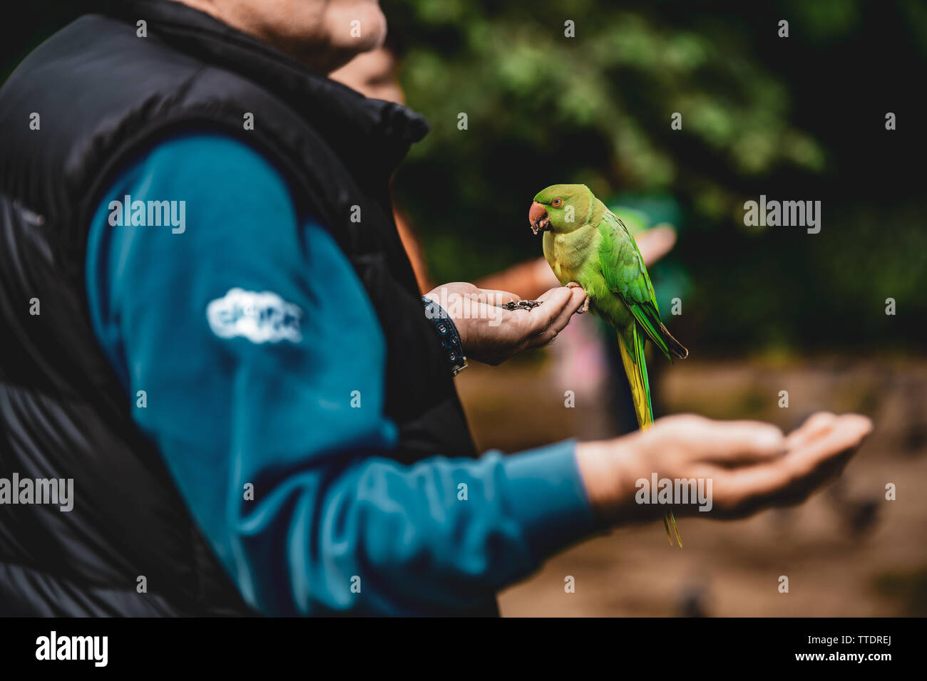 Hand feeding parakeet hi-res stock photography and images - Alamy