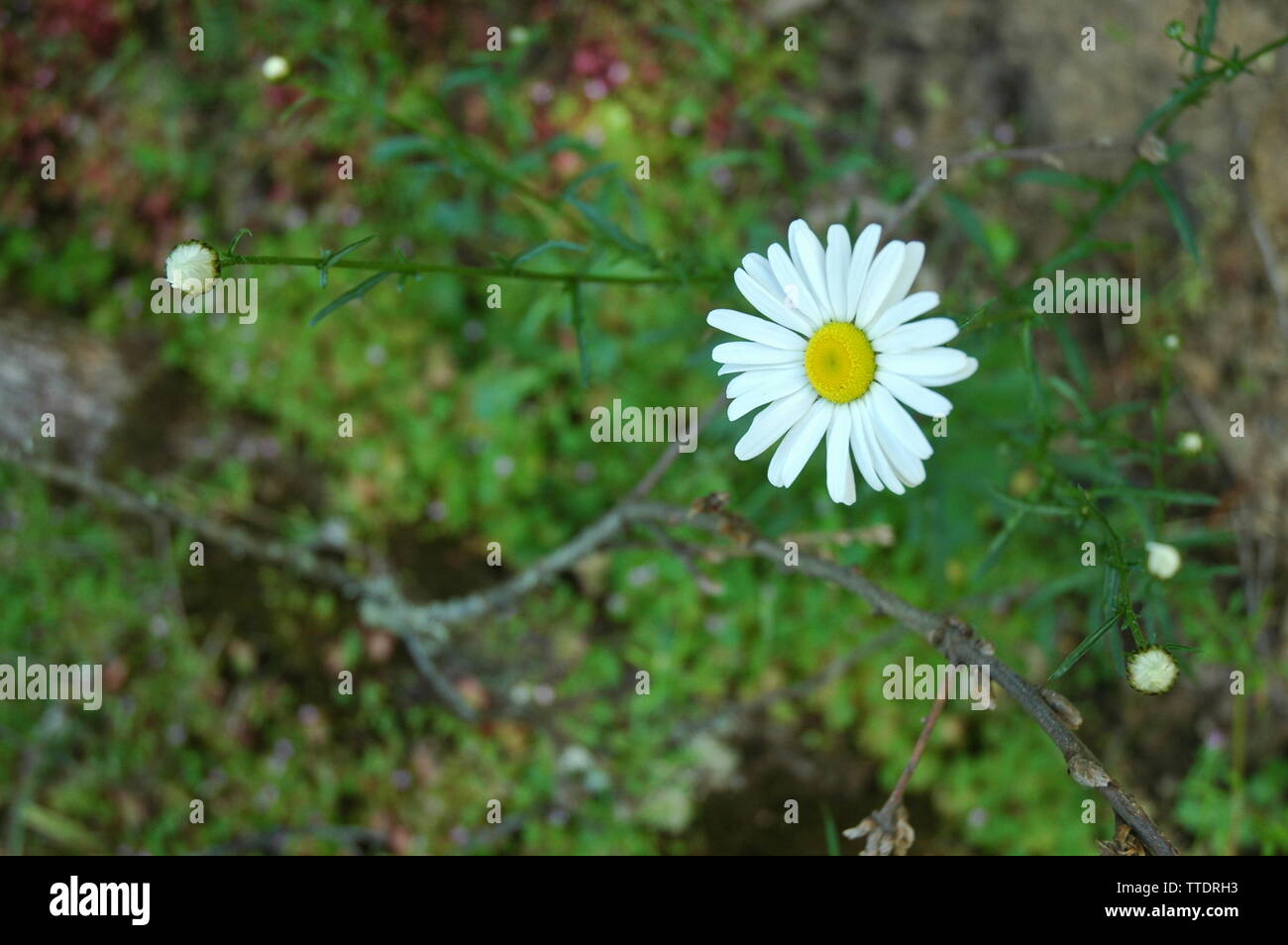 Daisy branches hi-res stock photography and images - Alamy