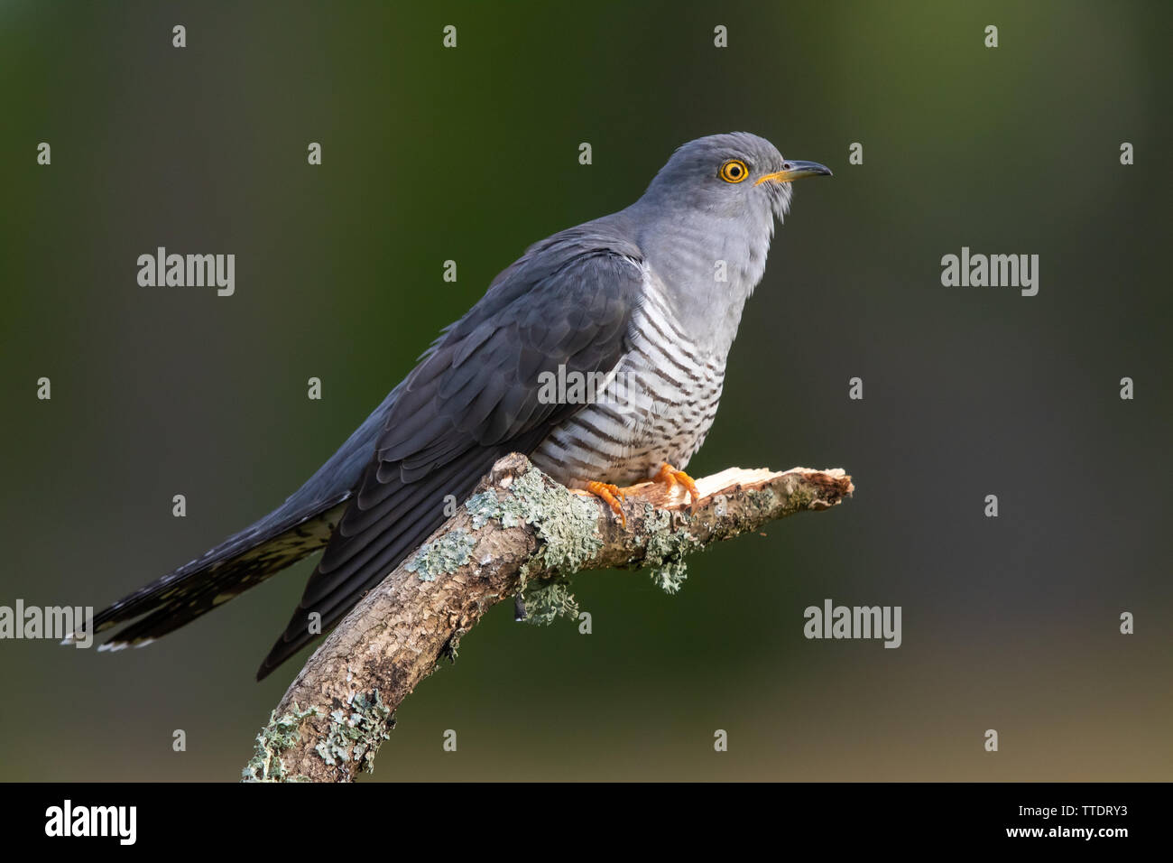 male Common Cuckoo (Cuculus canorus) perched on a dead branch Stock ...