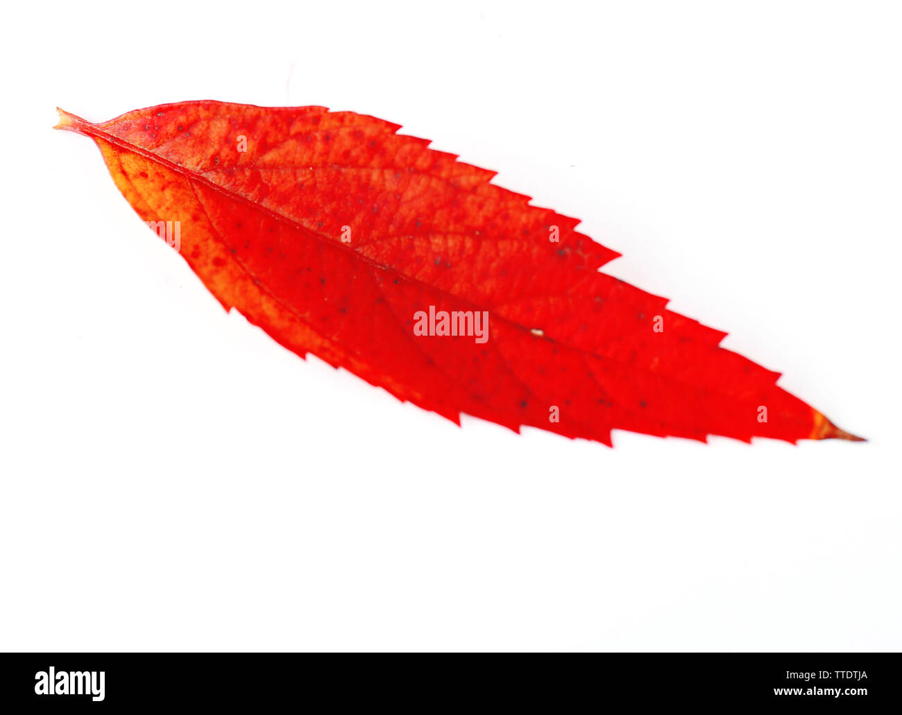 Beautiful autumn leaf, isolated on white Stock Photo - Alamy