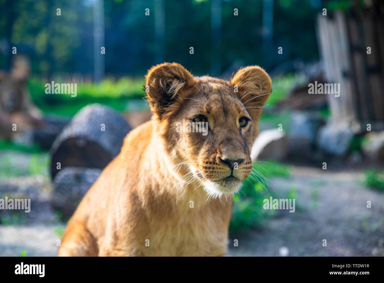Baby Lions In The Wild