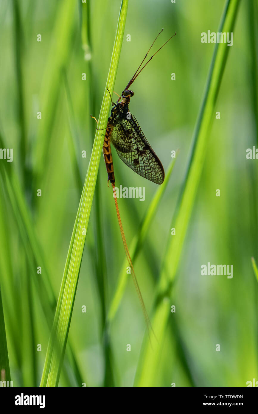 Mayflies (Order: Ephemeroptera Stock Photo - Alamy