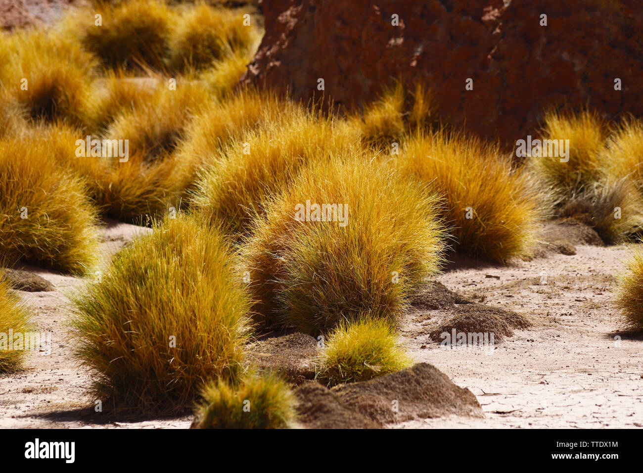 Atacama Vegetation High Resolution Stock Photography and Images - Alamy