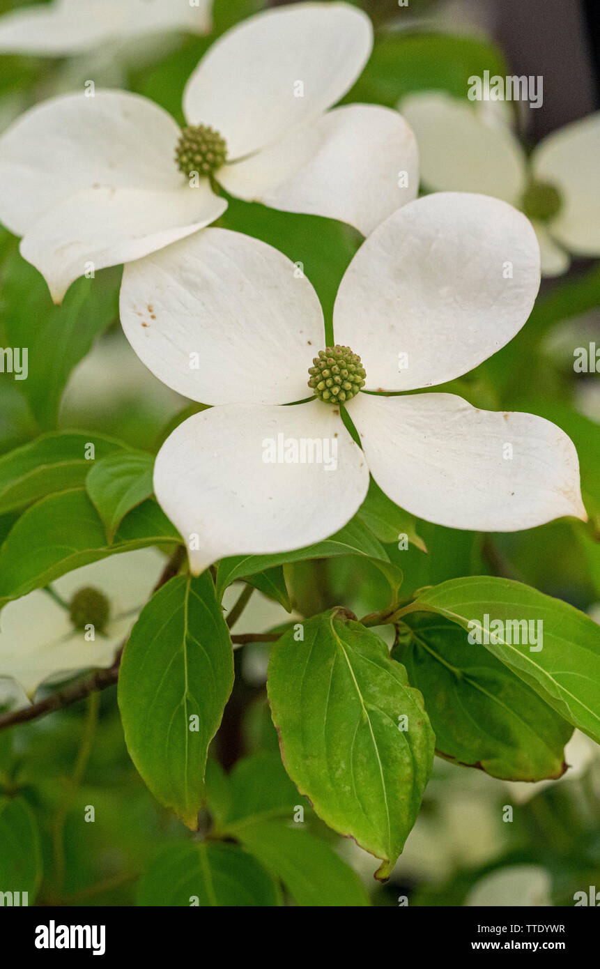 Porlock dogwood cornus porlock hi-res stock photography and images - Alamy