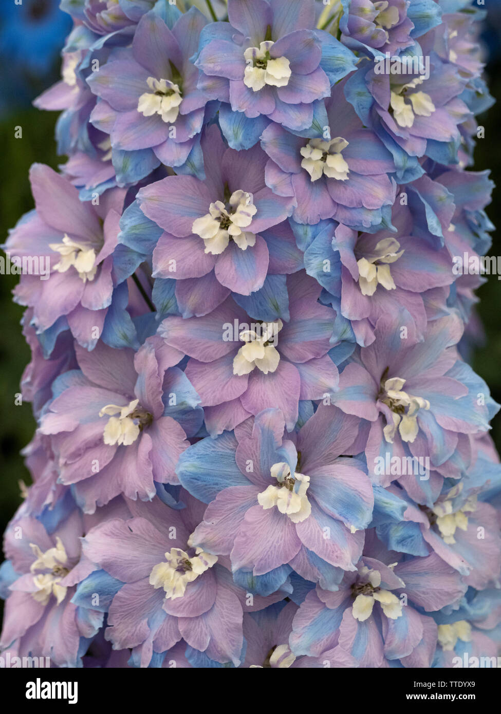Tall blue delphinium hi-res stock photography and images - Alamy