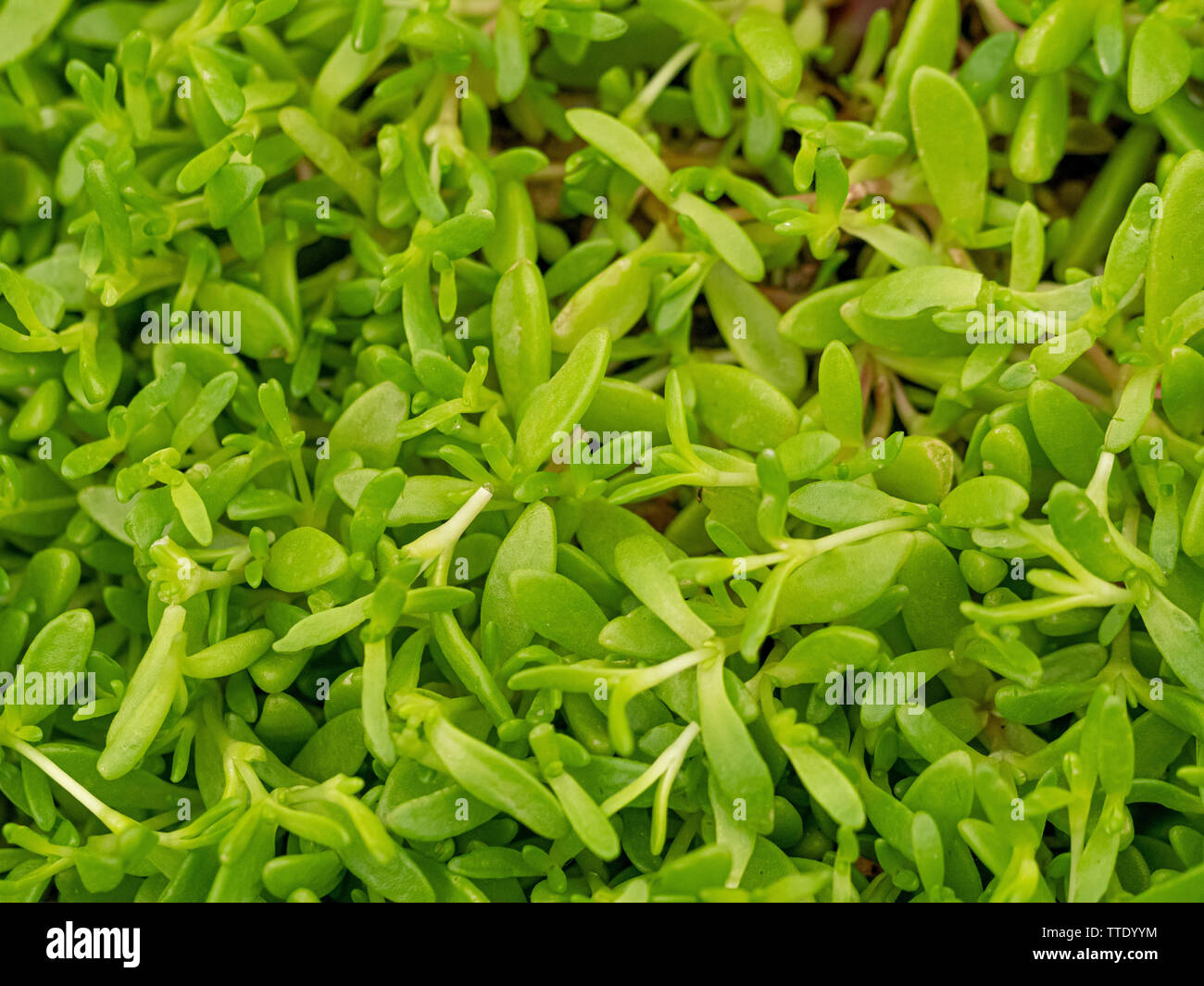 Delosperma plants hi-res stock photography and images - Alamy