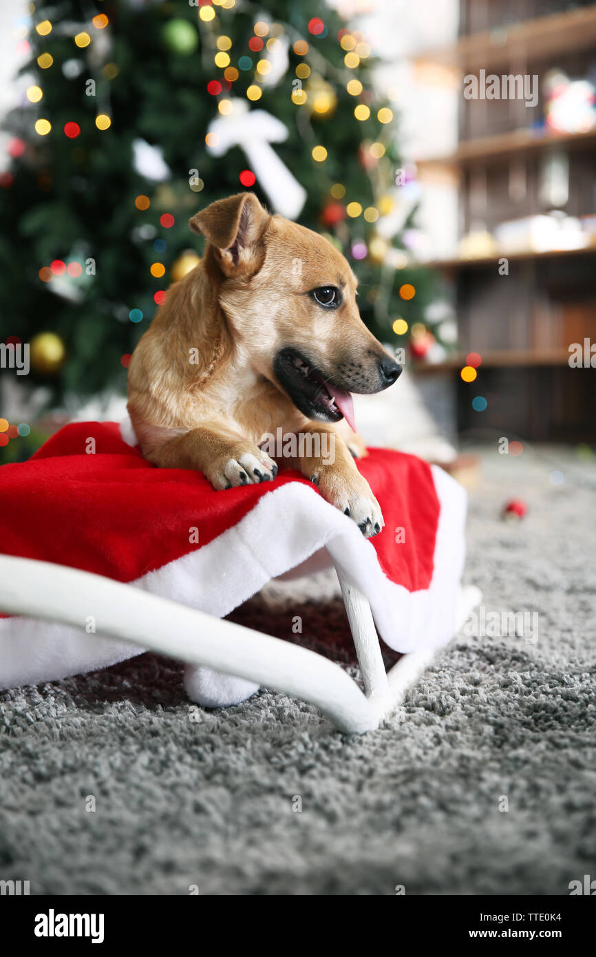 Funny Christmas Tree Dog