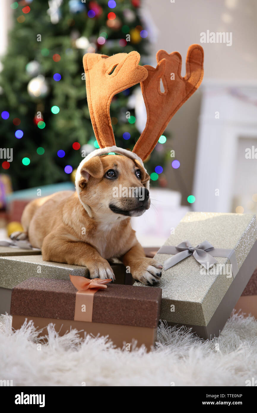 Small cute funny dog with boxes, deer horns and Christmas tree on light ...