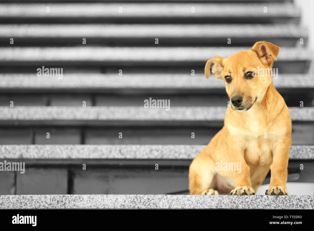 Small cute funny dog on stairs Stock Photo - Alamy