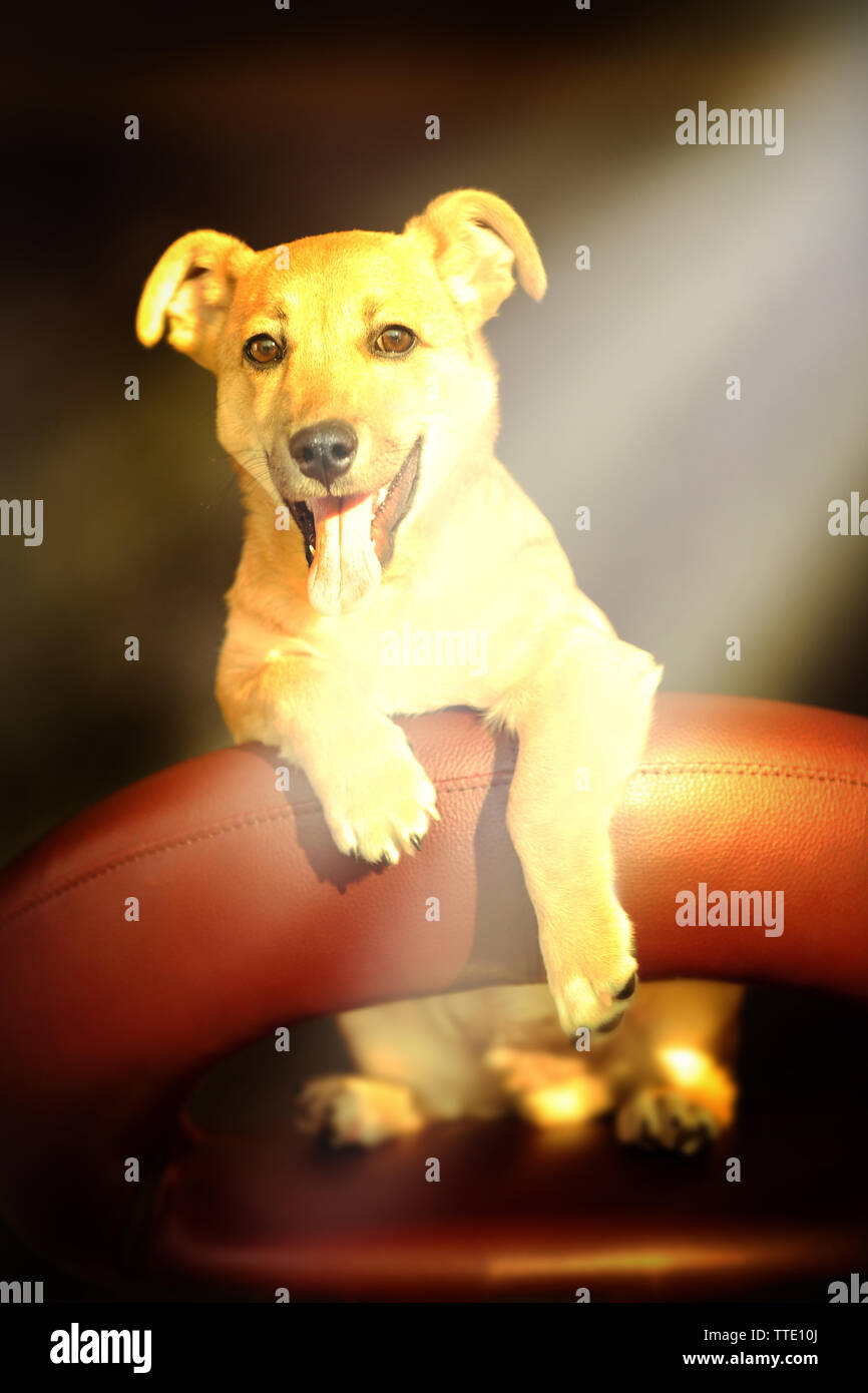 Small funny cute dog sitting on bar stool on grey background Stock ...