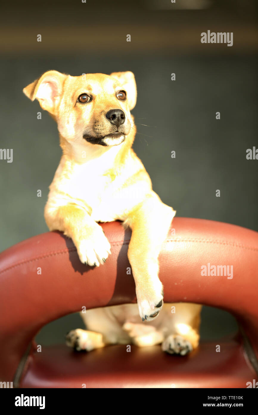 Small funny cute dog sitting on bar stool on grey background Stock ...