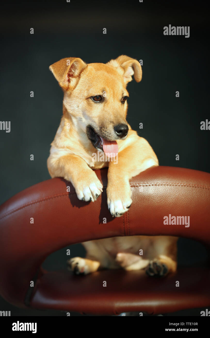Small funny cute dog sitting on bar stool on grey background Stock ...