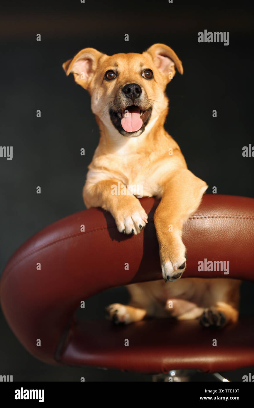 Small funny cute dog sitting on bar stool on grey background Stock ...
