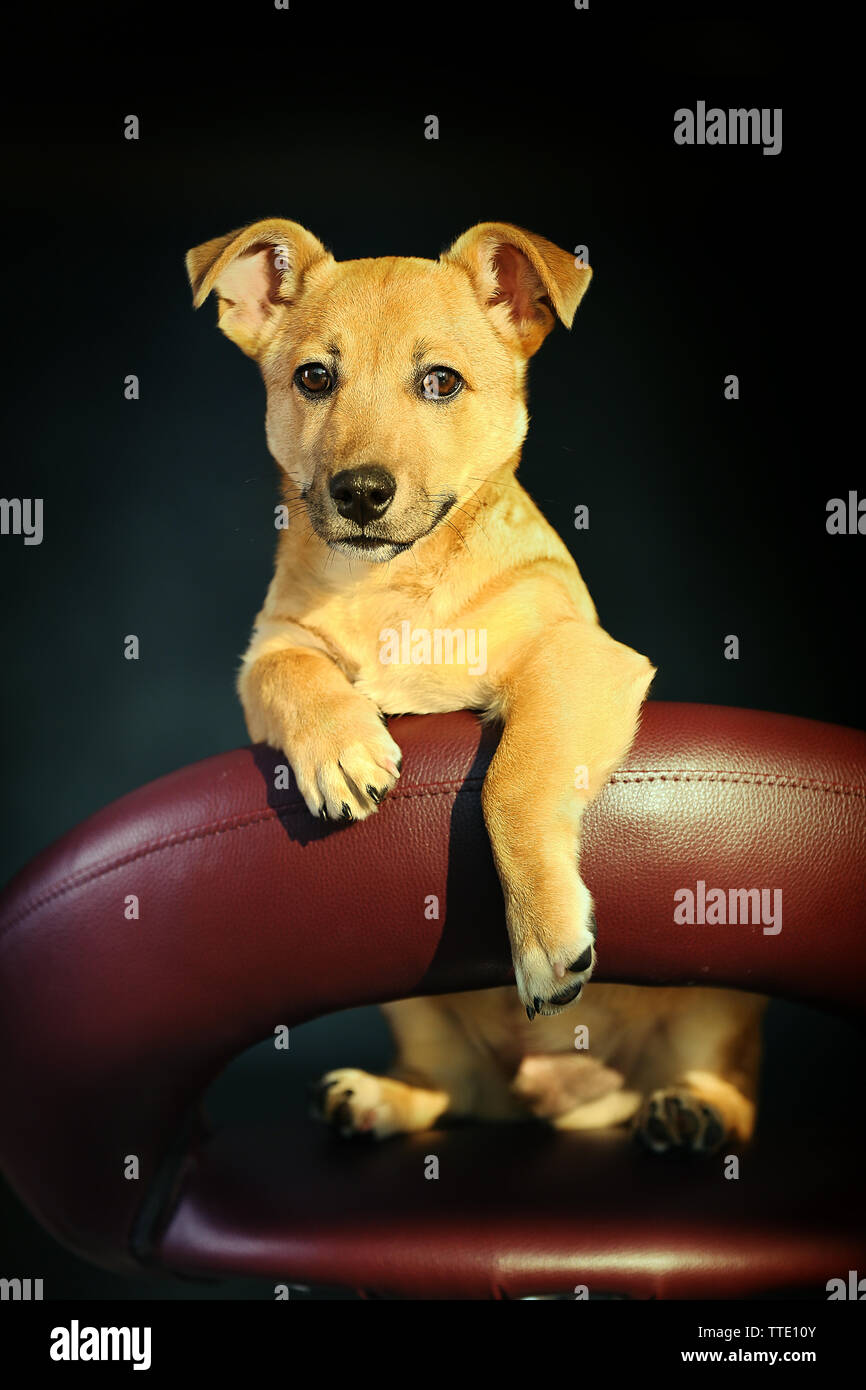 Small funny cute dog sitting on bar stool on grey background Stock ...