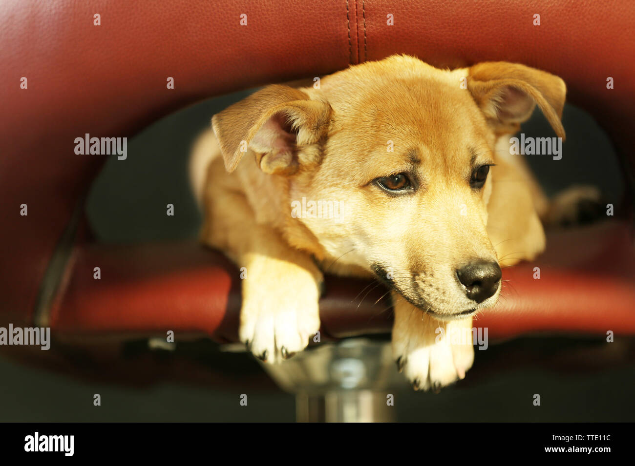 Dog bar stool hi-res stock photography and images - Alamy